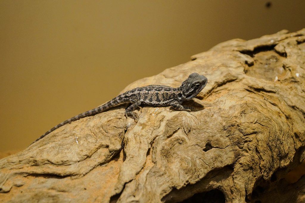 Alice Springs Reptile Center | See Snakes, Lizards & Crocodiles